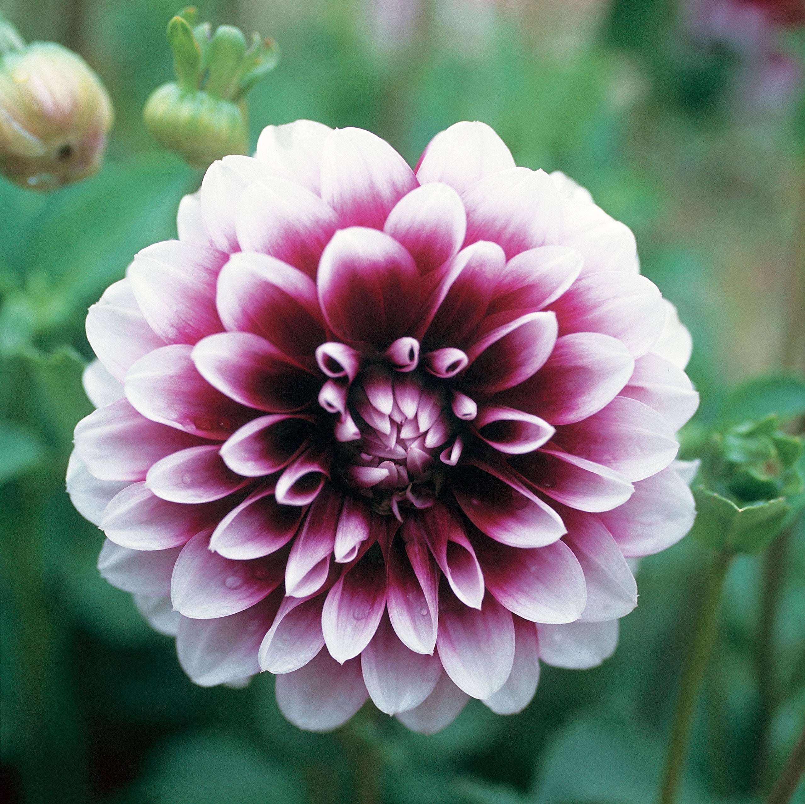 Dahlia Decorative - Edinburgh - 1 bulb p-pack — Hadeco.co.za