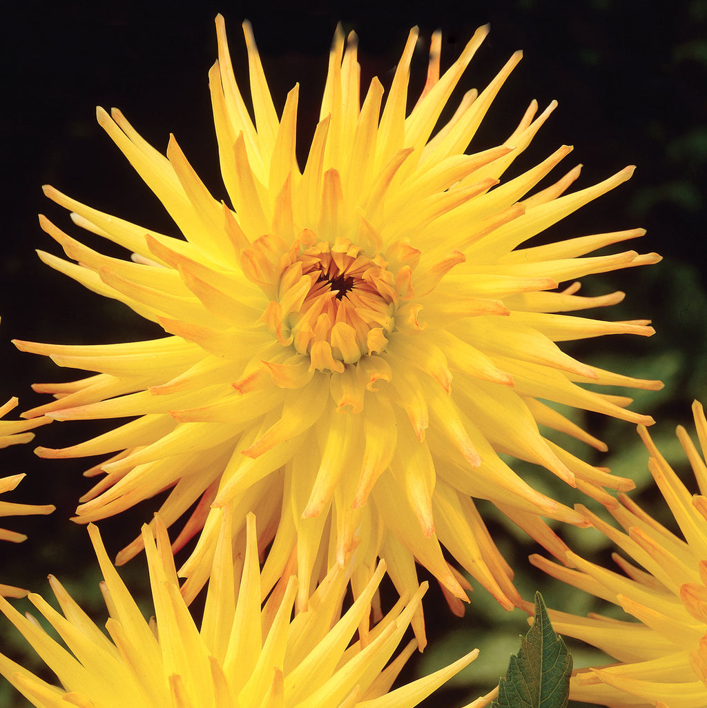 Summer Bulbs — Hadeco.co.za