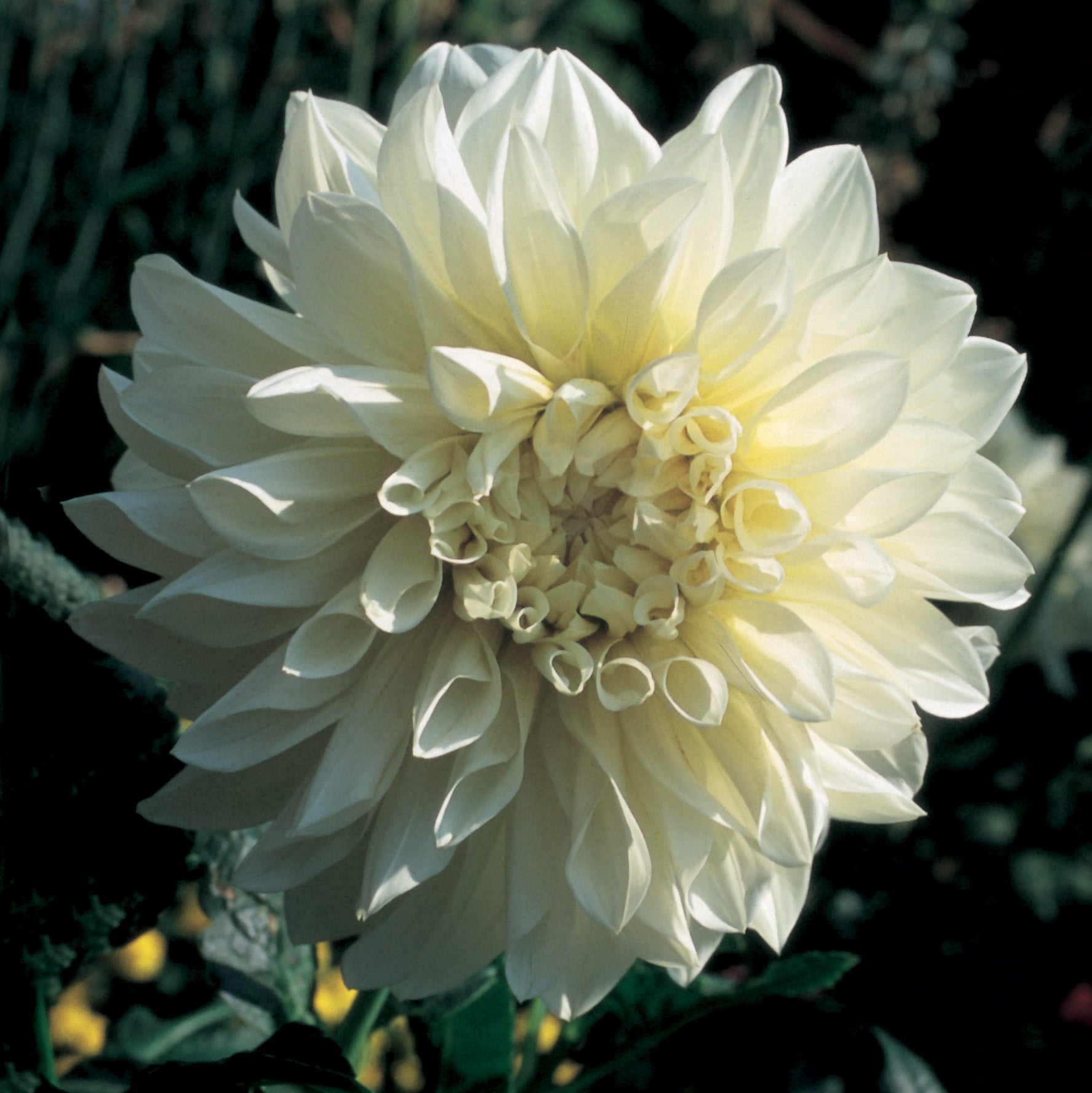 Dahlia Dinner Plate - White Perfection - 1 bulb p-pack — Hadeco.co.za