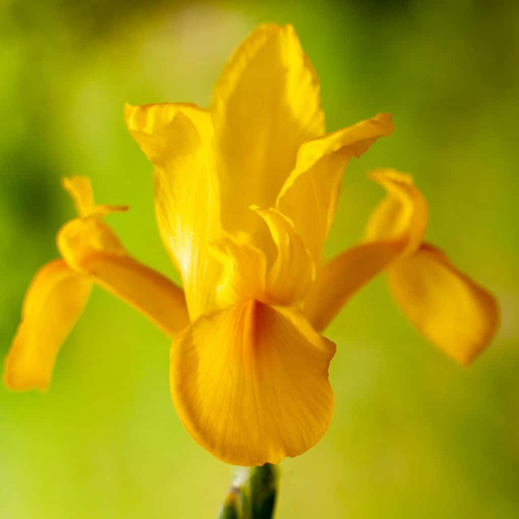 Dutch Iris — Hadeco.co.za