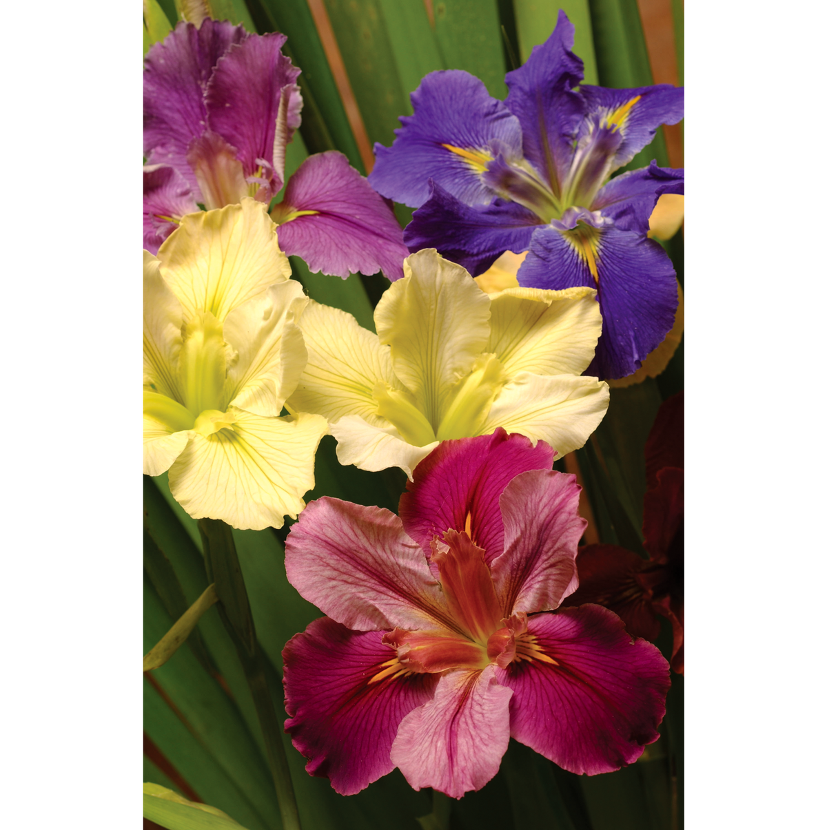 Louisiana Iris - Mixed (Grower's selection) - 4 plants p-pack — Hadeco ...