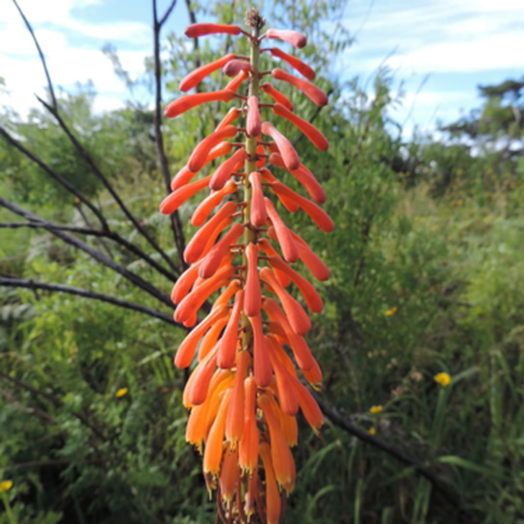 Kniphofia laxiflora - 10 bulbs p-pack — Hadeco.co.za
