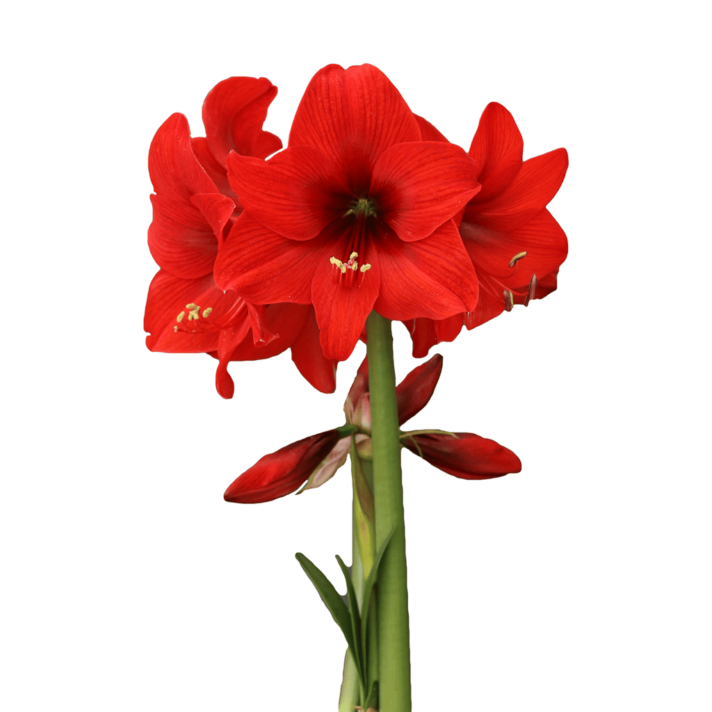 Buy Hadeco Hippeastrum / amaryllis bulbs online — Hadeco.co.za